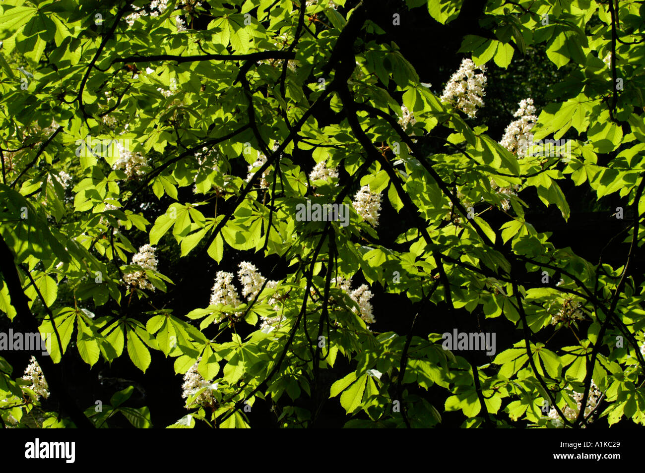 chestnut in bloom Stock Photo - Alamy