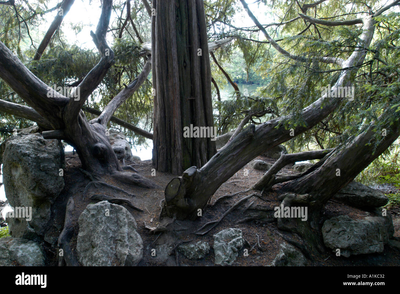 tree on rocks Stock Photo - Alamy