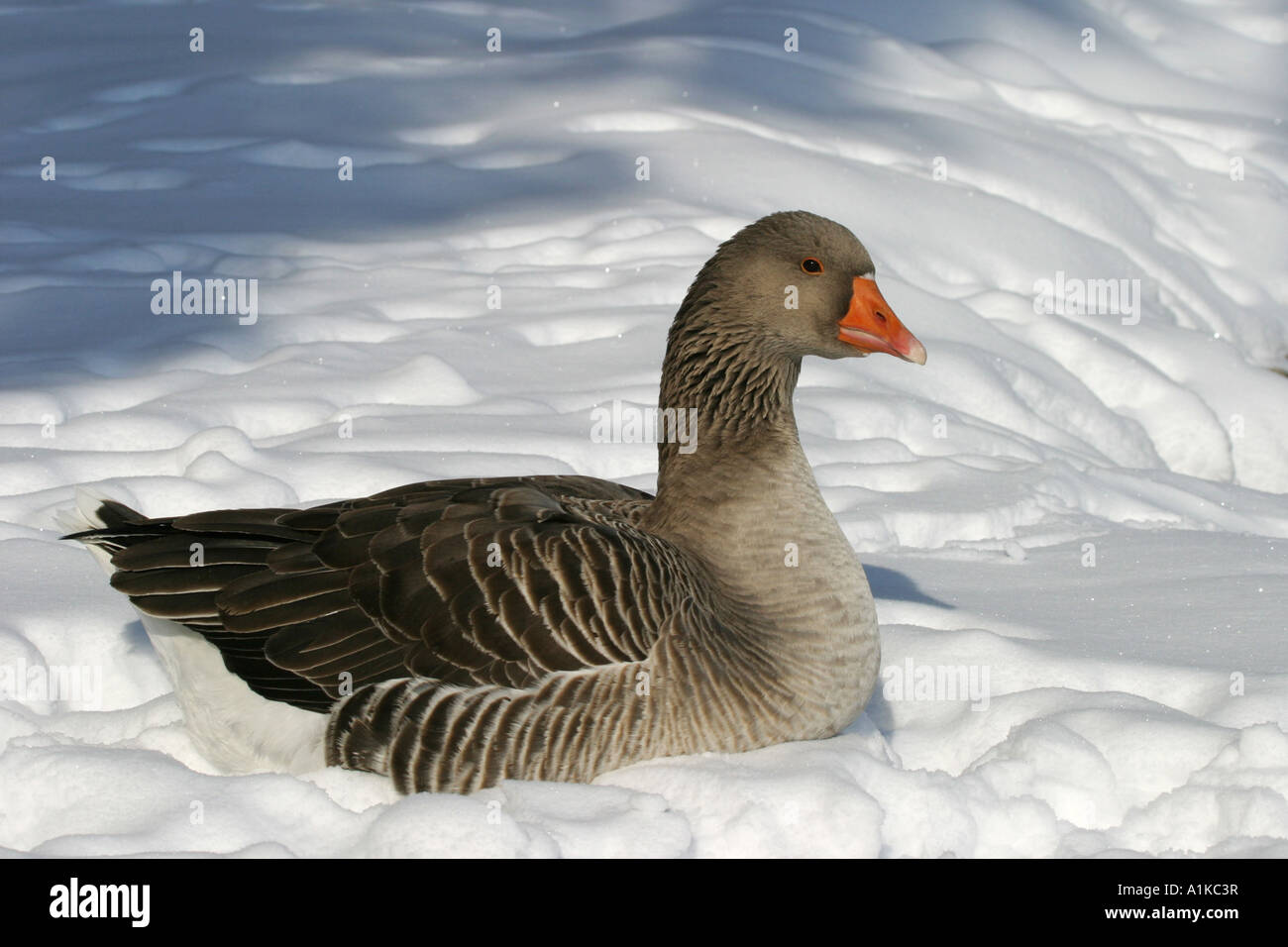 European gray goose - grey goose (Anser anser) in winter Stock Photo ...