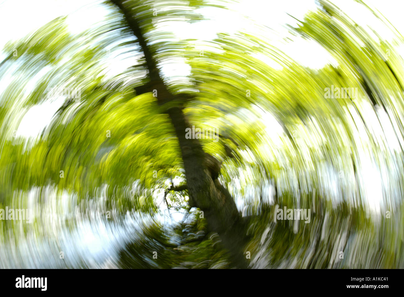 Tree impression hi-res stock photography and images - Alamy