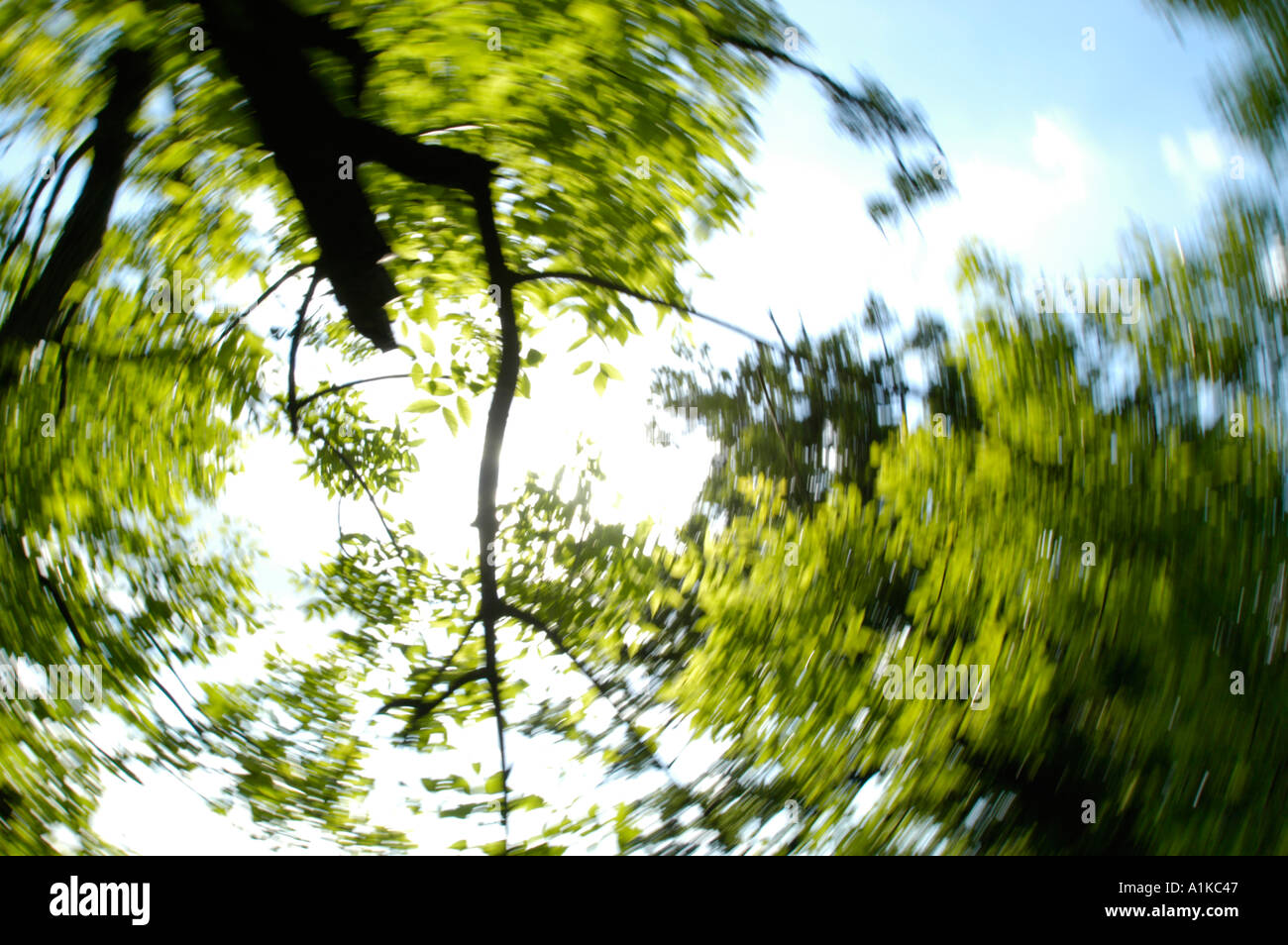 Tree impression hi-res stock photography and images - Alamy