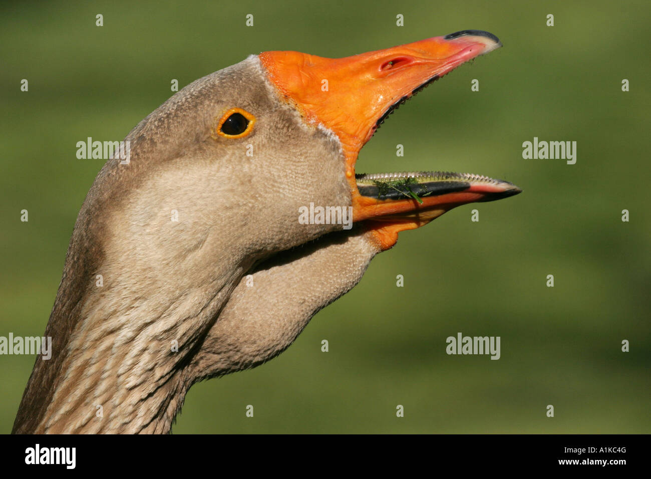 Gray goose hi-res stock photography and images - Alamy