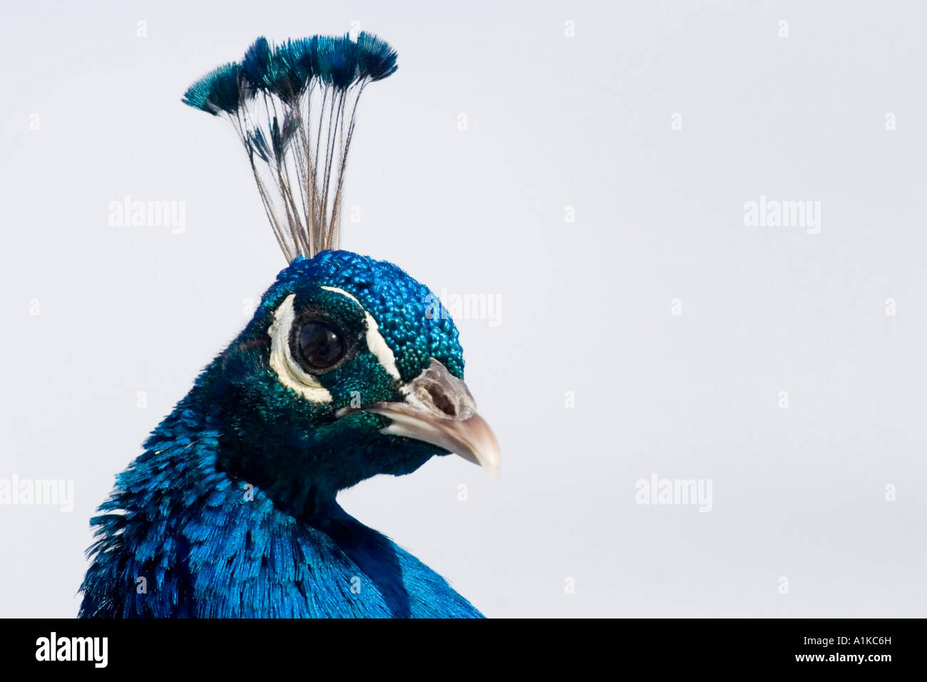 The wintery peacock hi-res stock photography and images - Alamy