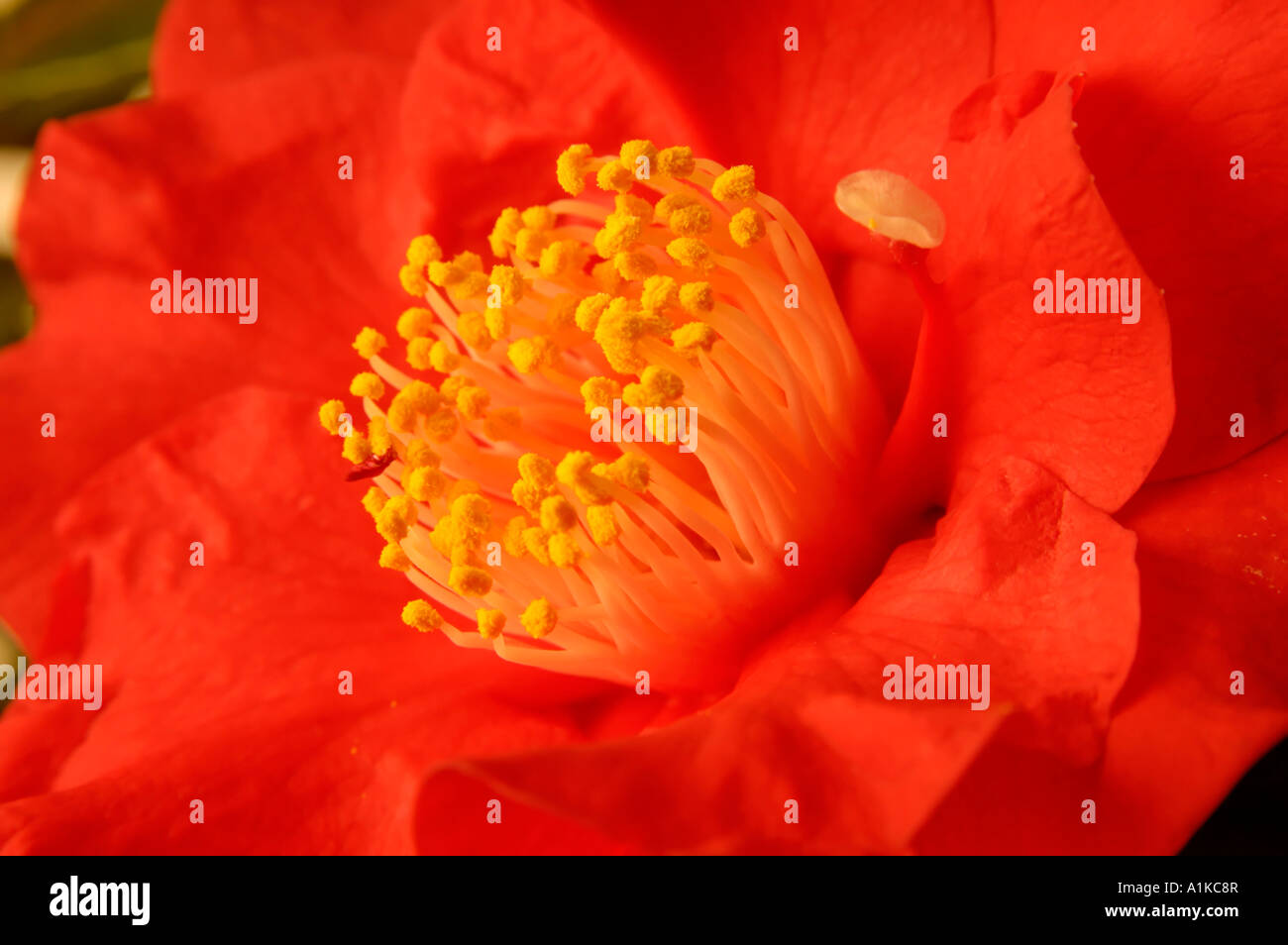 Flower of a red camellia Camellia japonica Stock Photo - Alamy
