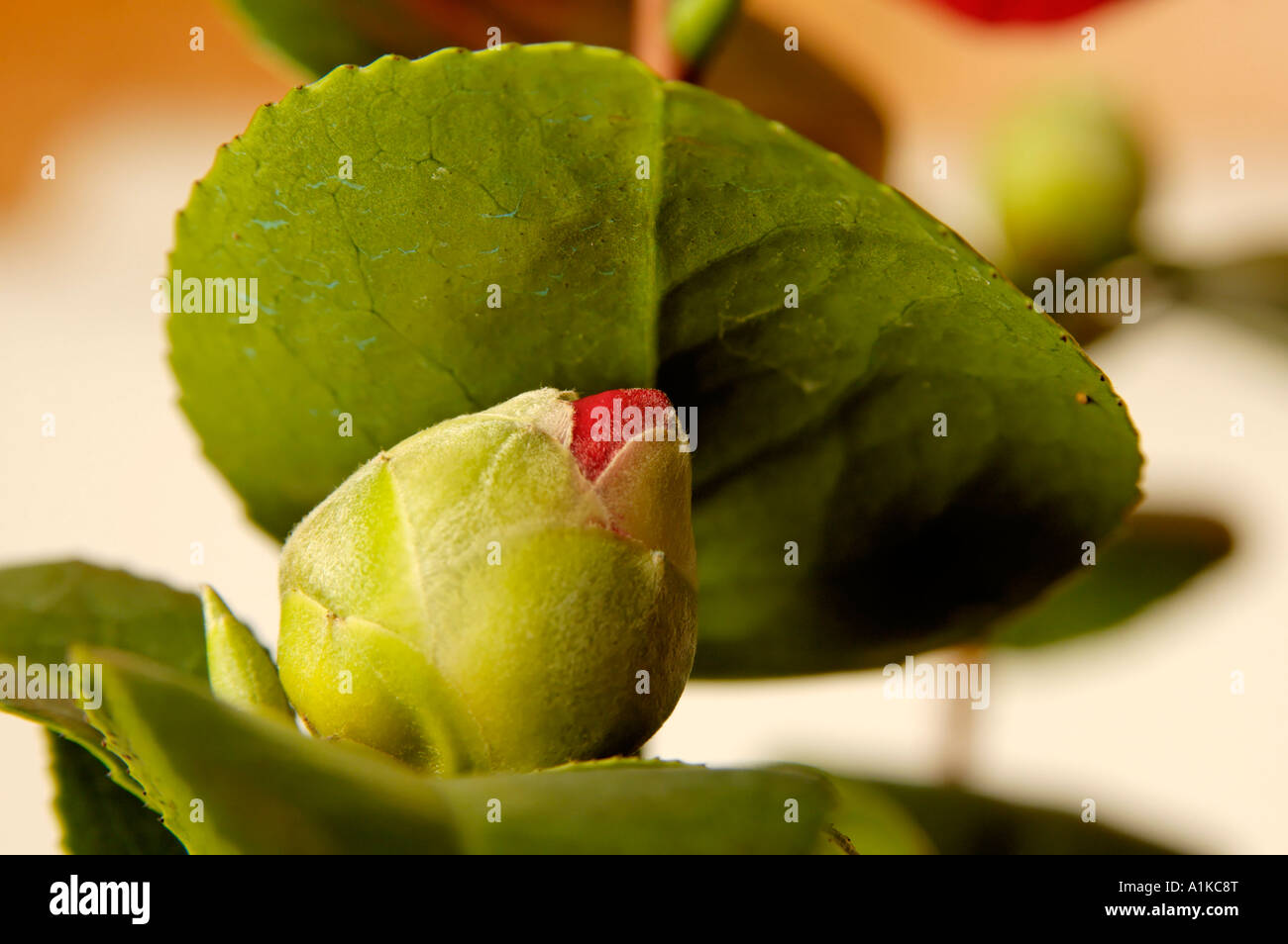 Flower of a red camellia Camellia japonica Stock Photo - Alamy