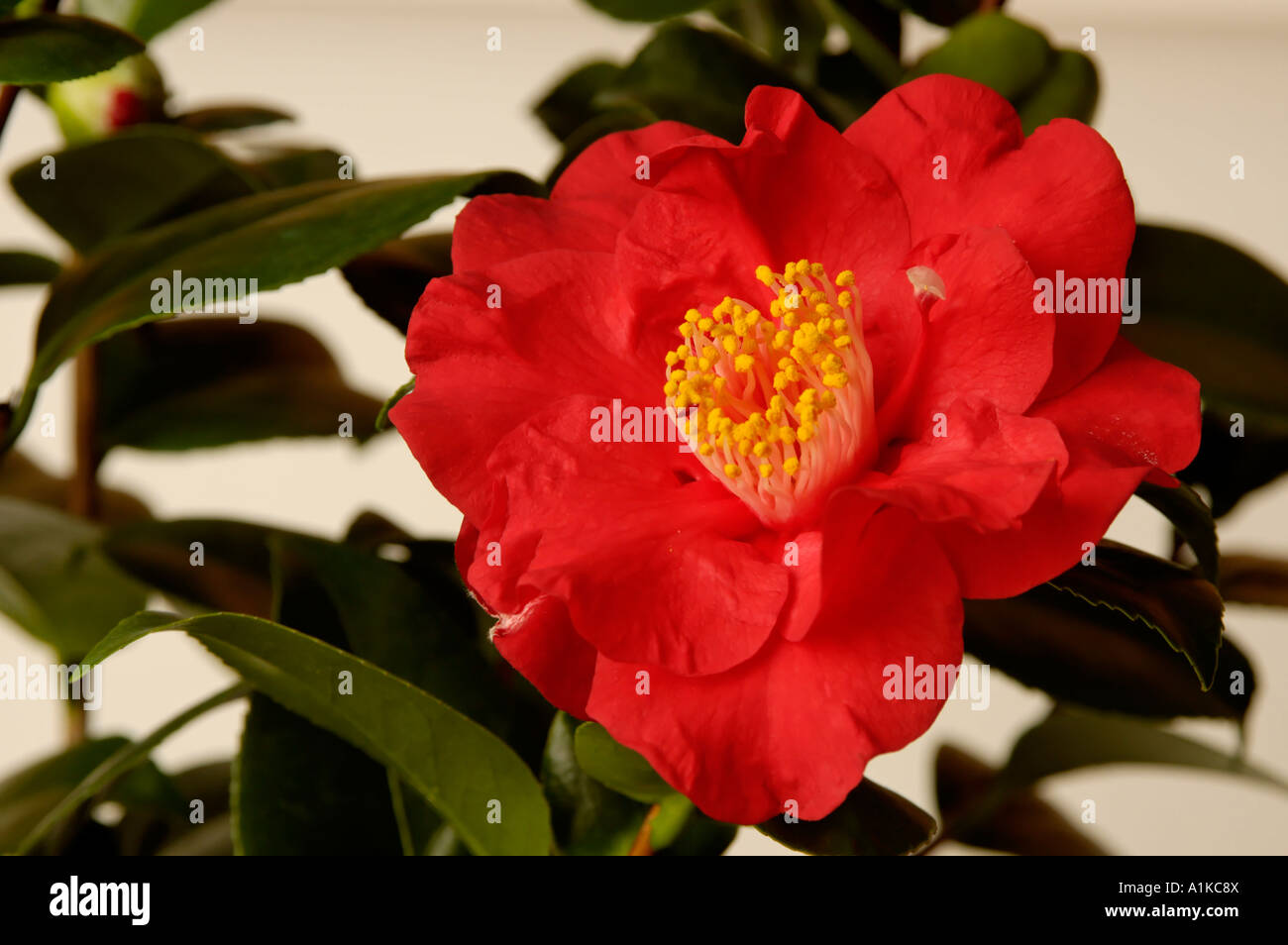 Flower of a red camellia Camellia japonica Stock Photo - Alamy