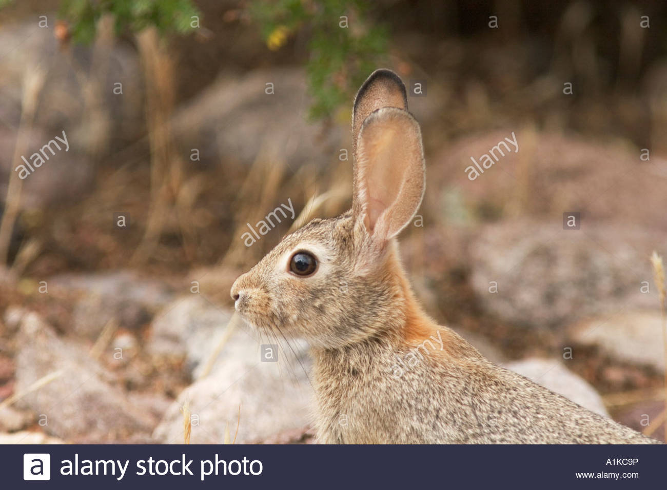 Desert Cottontail Rabbits High Resolution Stock Photography and Images ...