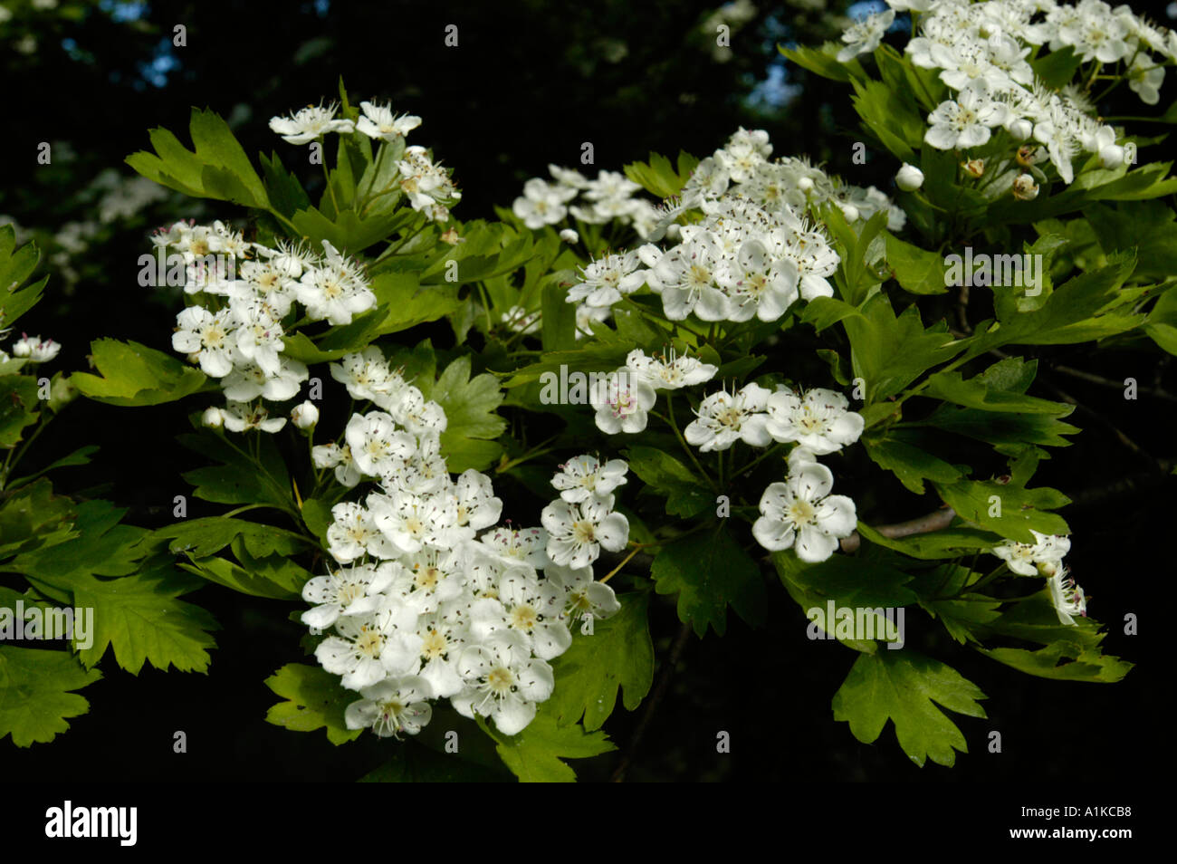 Whitethorn leaf hi-res stock photography and images - Alamy