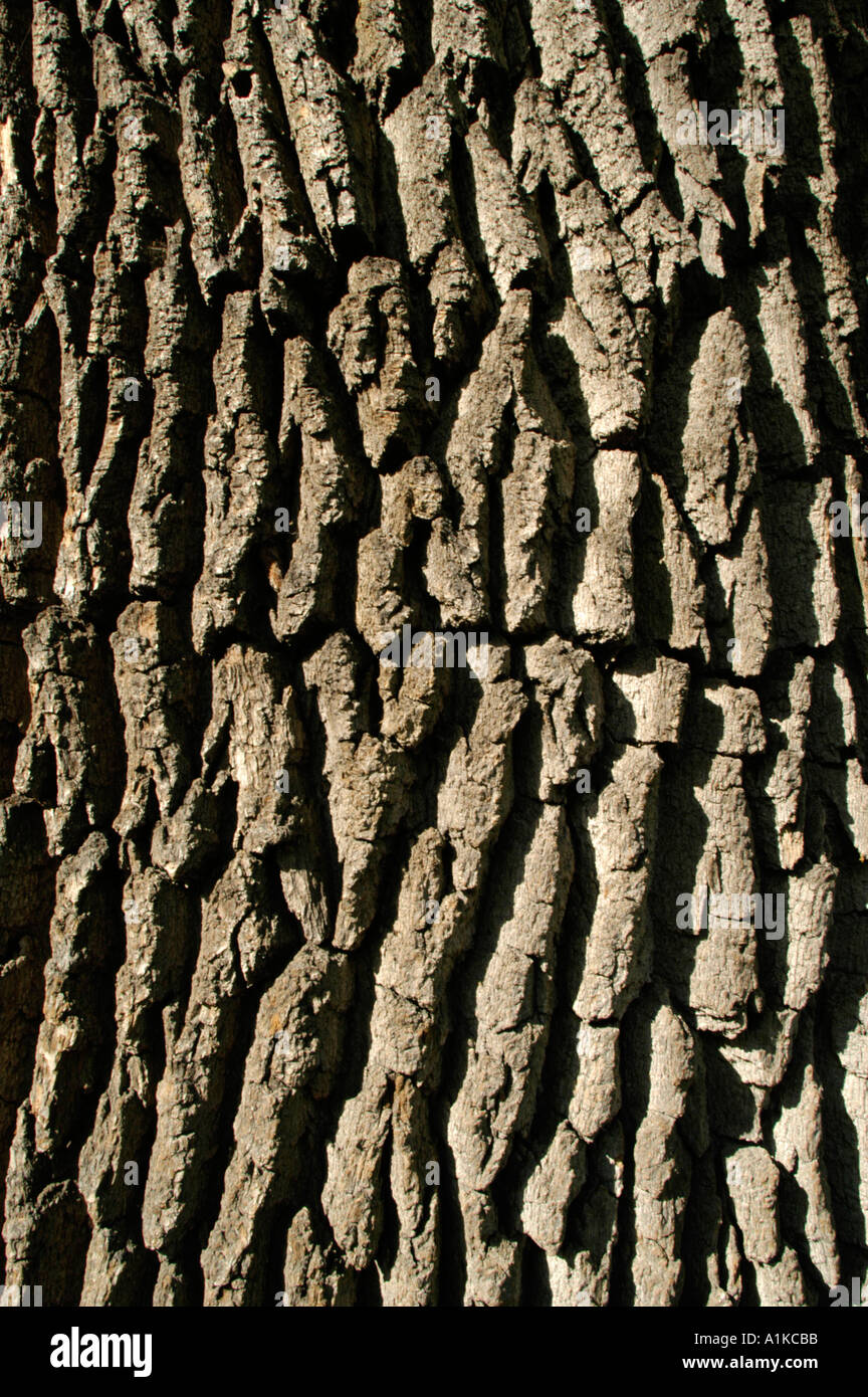 Bork oak tree hi-res stock photography and images - Alamy