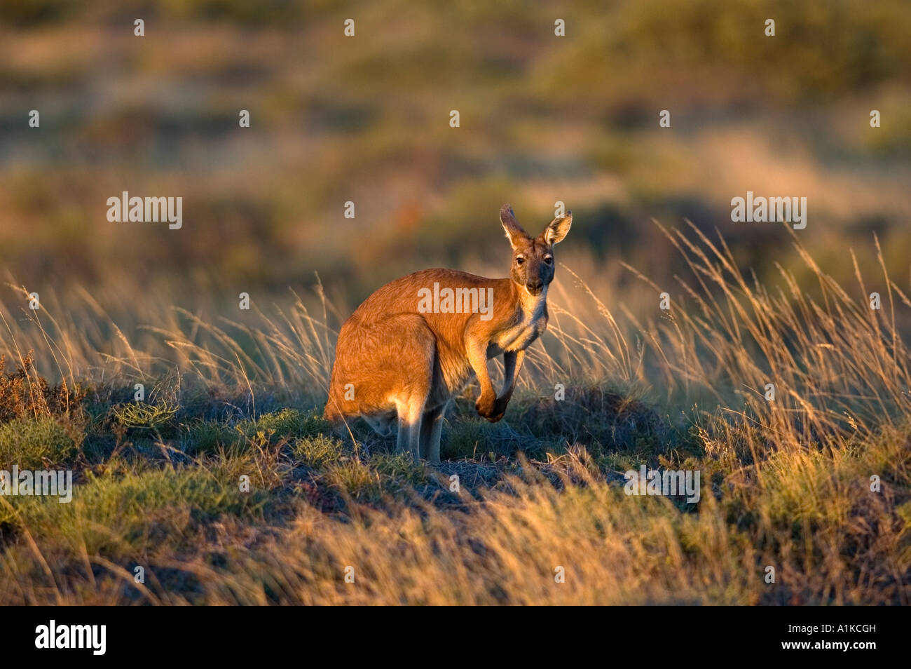 Skippy The Kangaroo High Resolution Stock Photography and Images - Alamy
