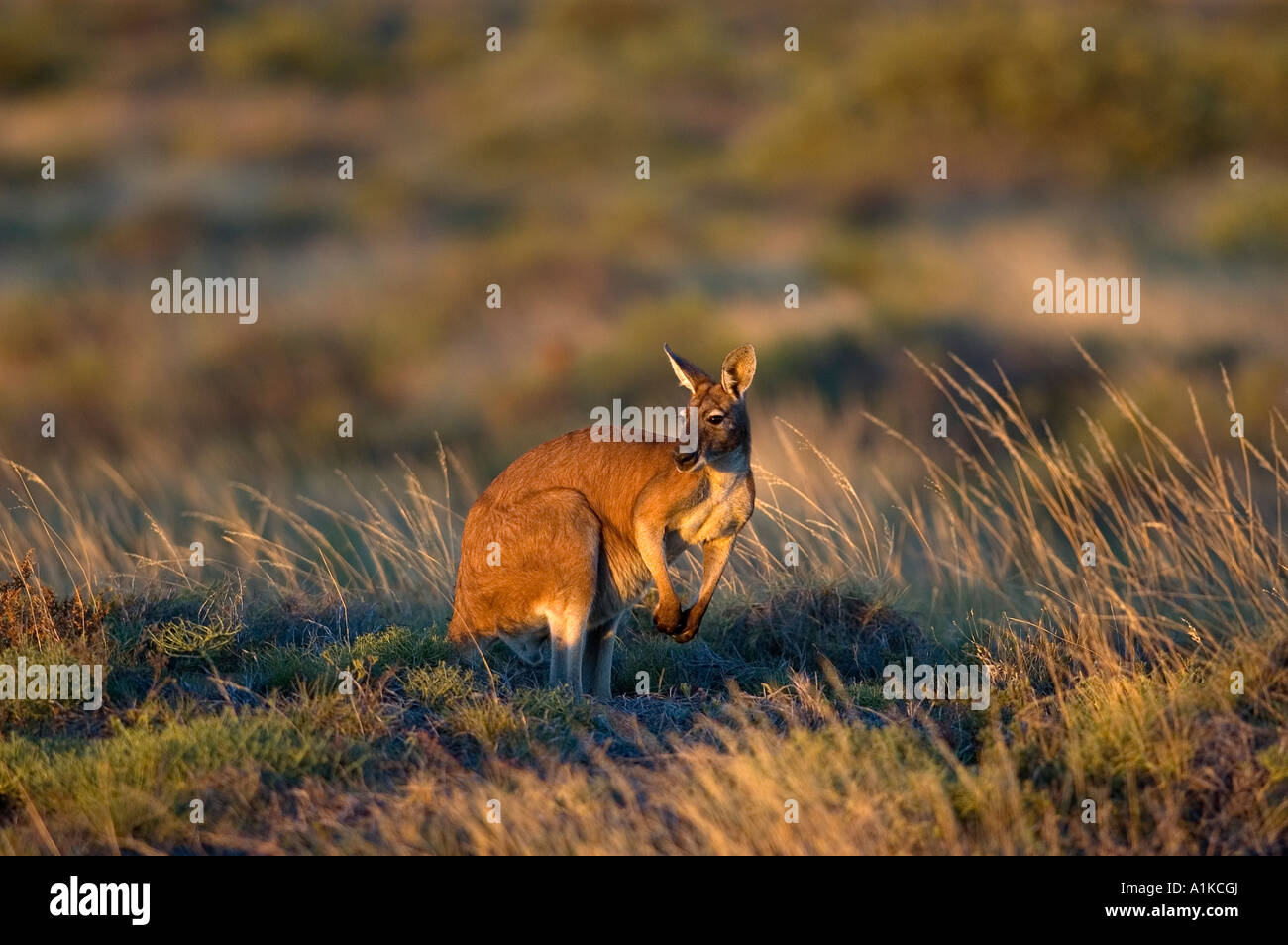 Skippy hi-res stock photography and images - Alamy
