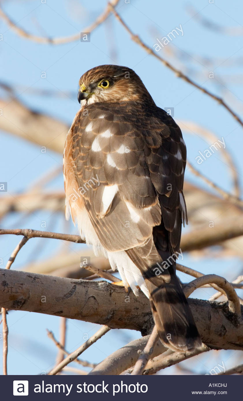 Juvenile Sharp Shinned Hawk High Resolution Stock Photography and ...