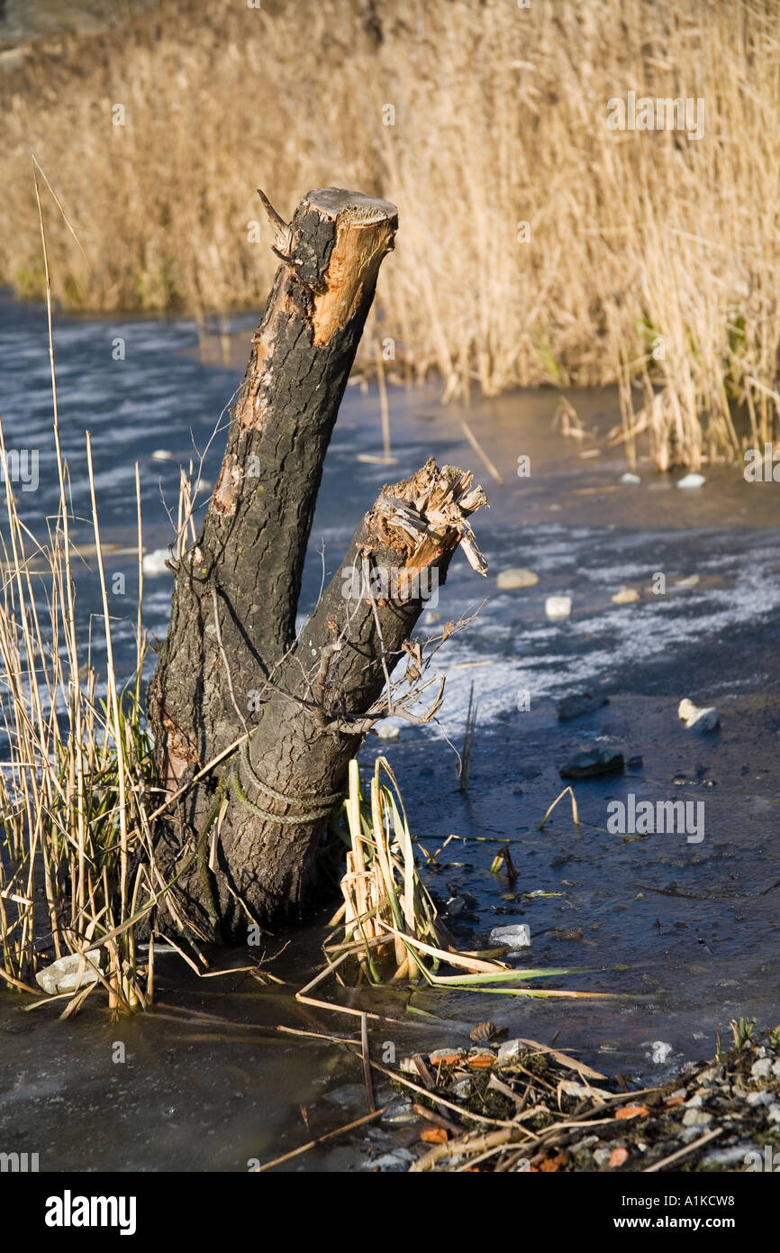 Polluted water in deserted lake Stock Photo - Alamy
