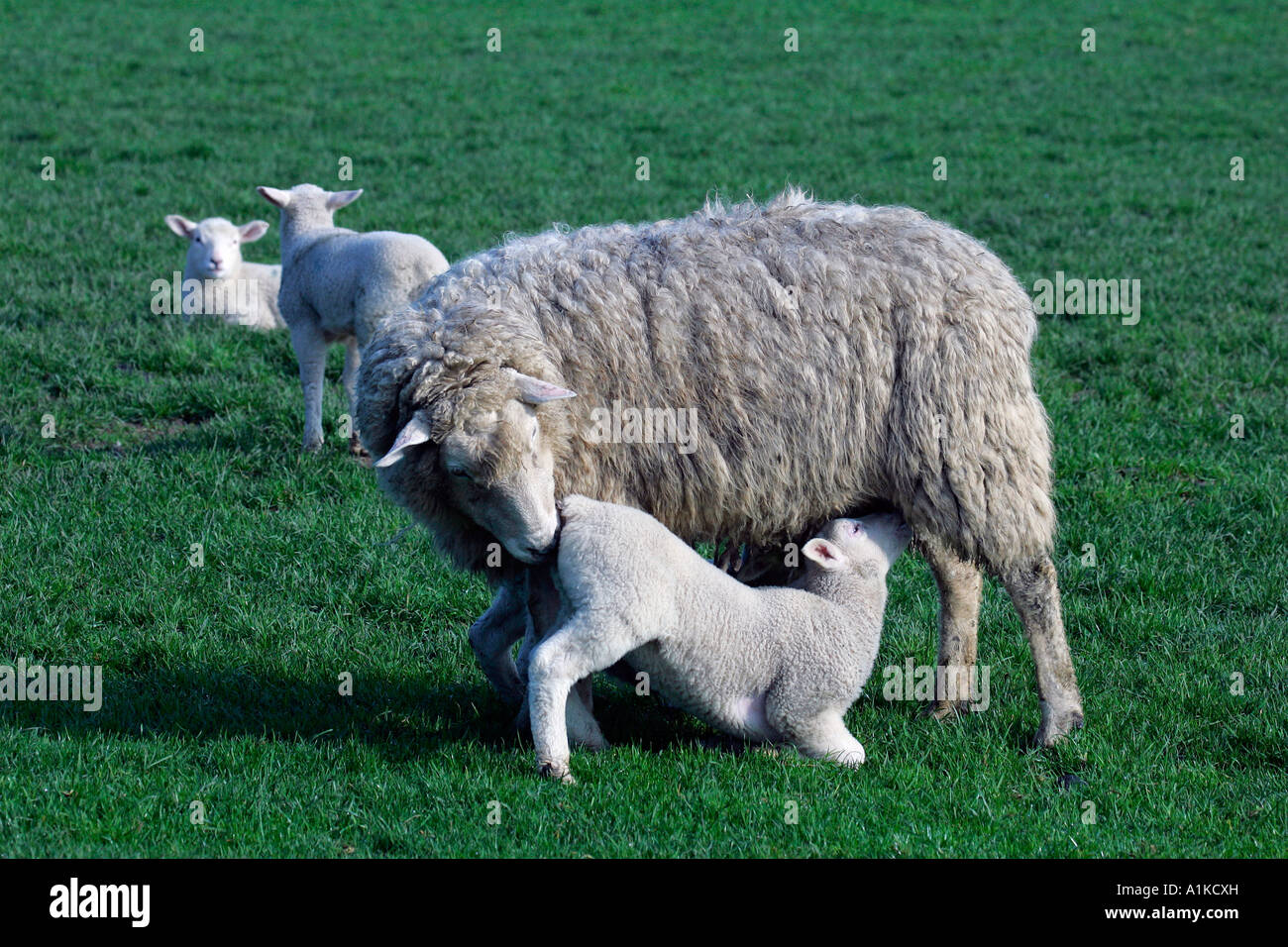 Mother sheep nursing lamb domestic hi-res stock photography and images ...