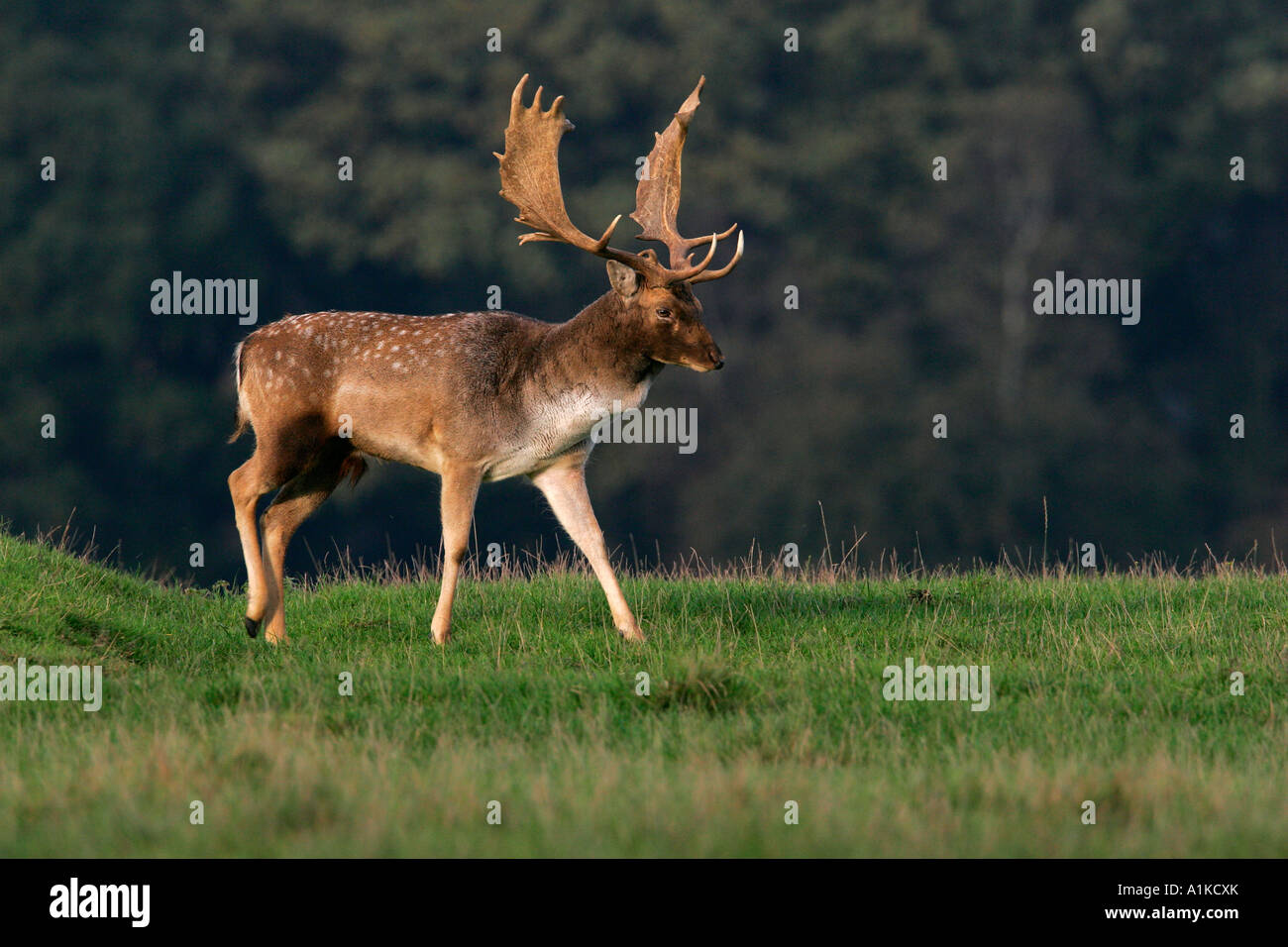 Fallow deer during the rut - male (Cervus dama) (Dama dama Stock Photo ...