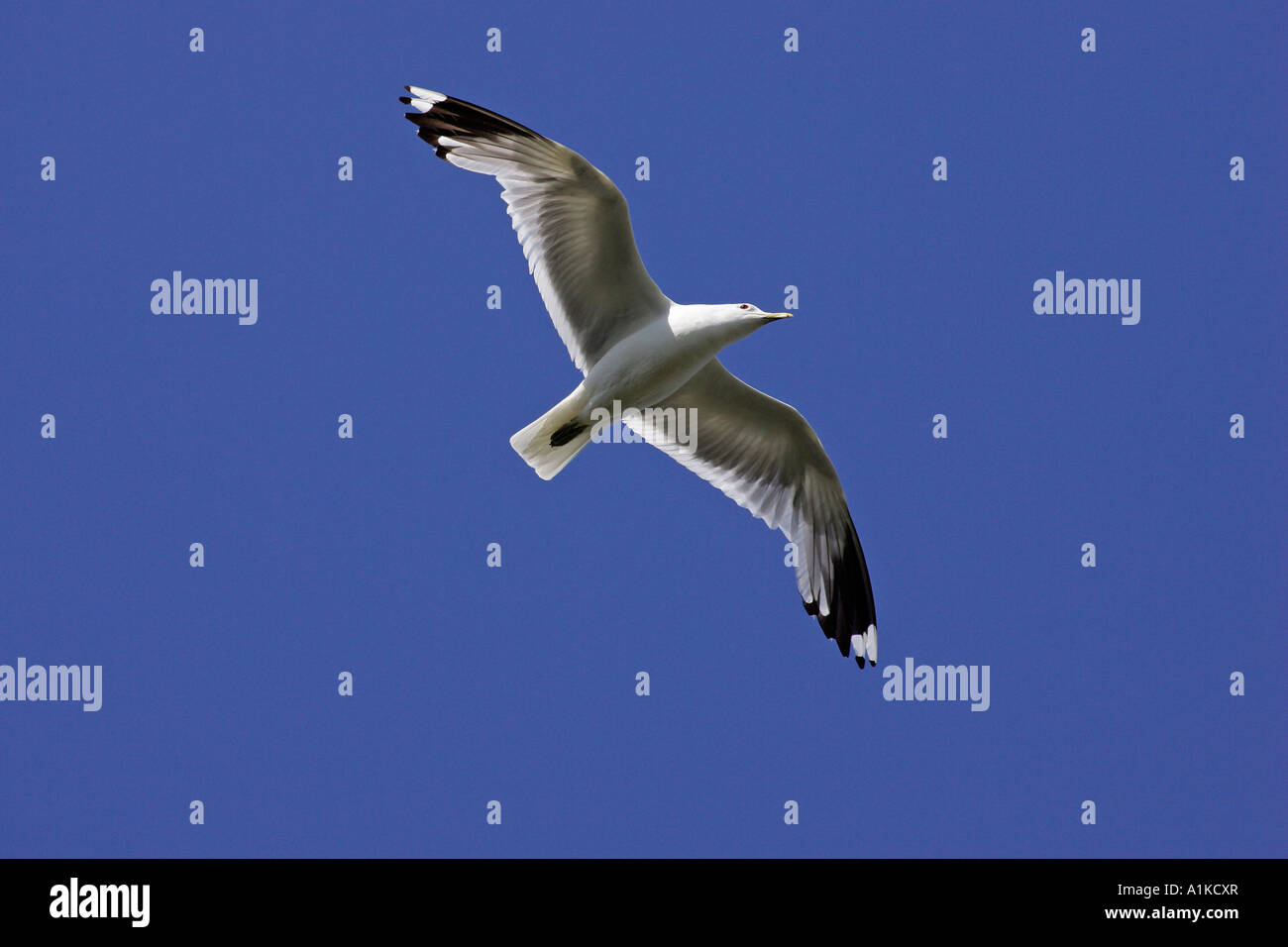 Common gull flying hi-res stock photography and images - Alamy
