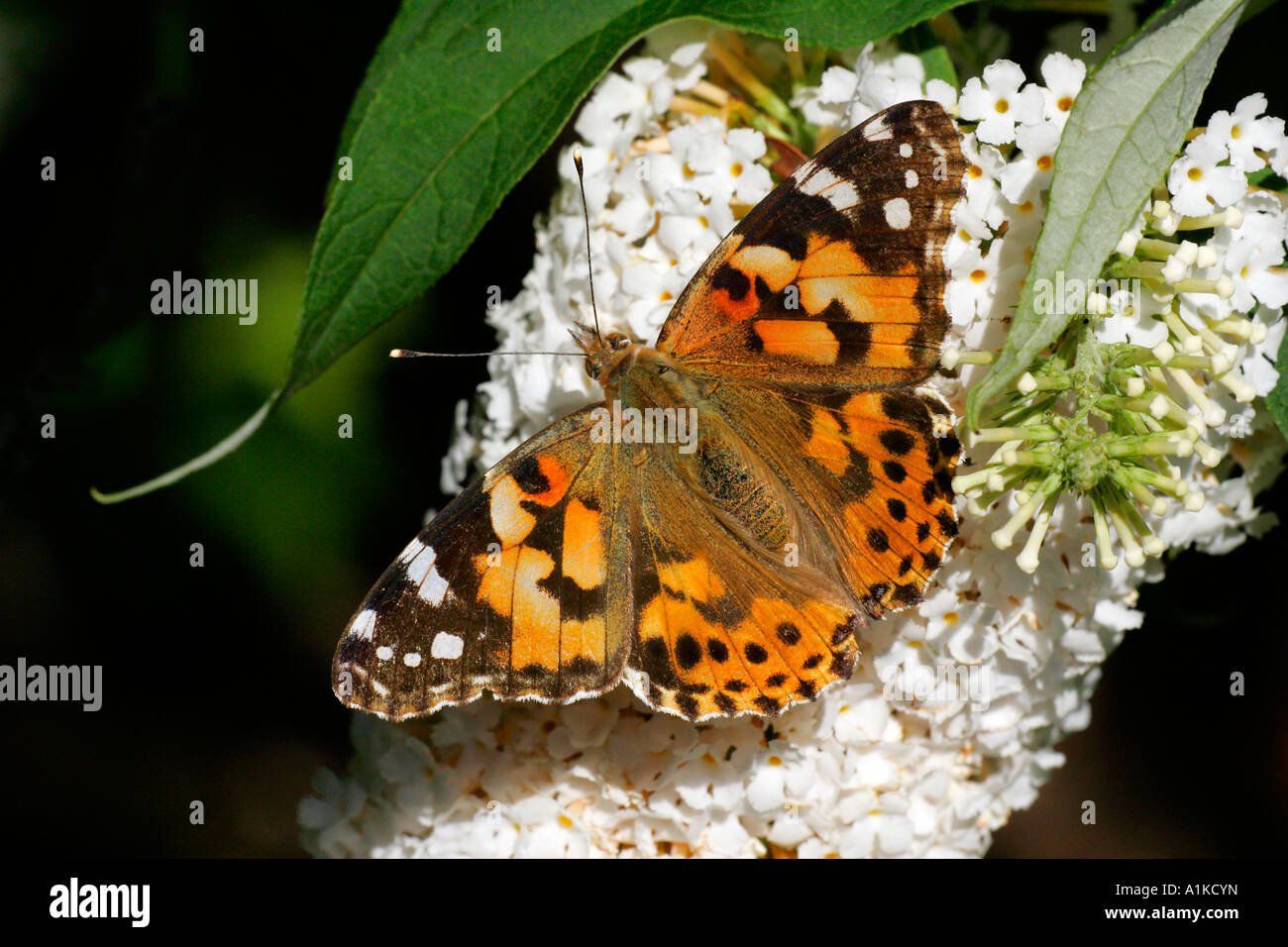 Thistle butterfly sitting on a blooming white butterfly bush - painted ...
