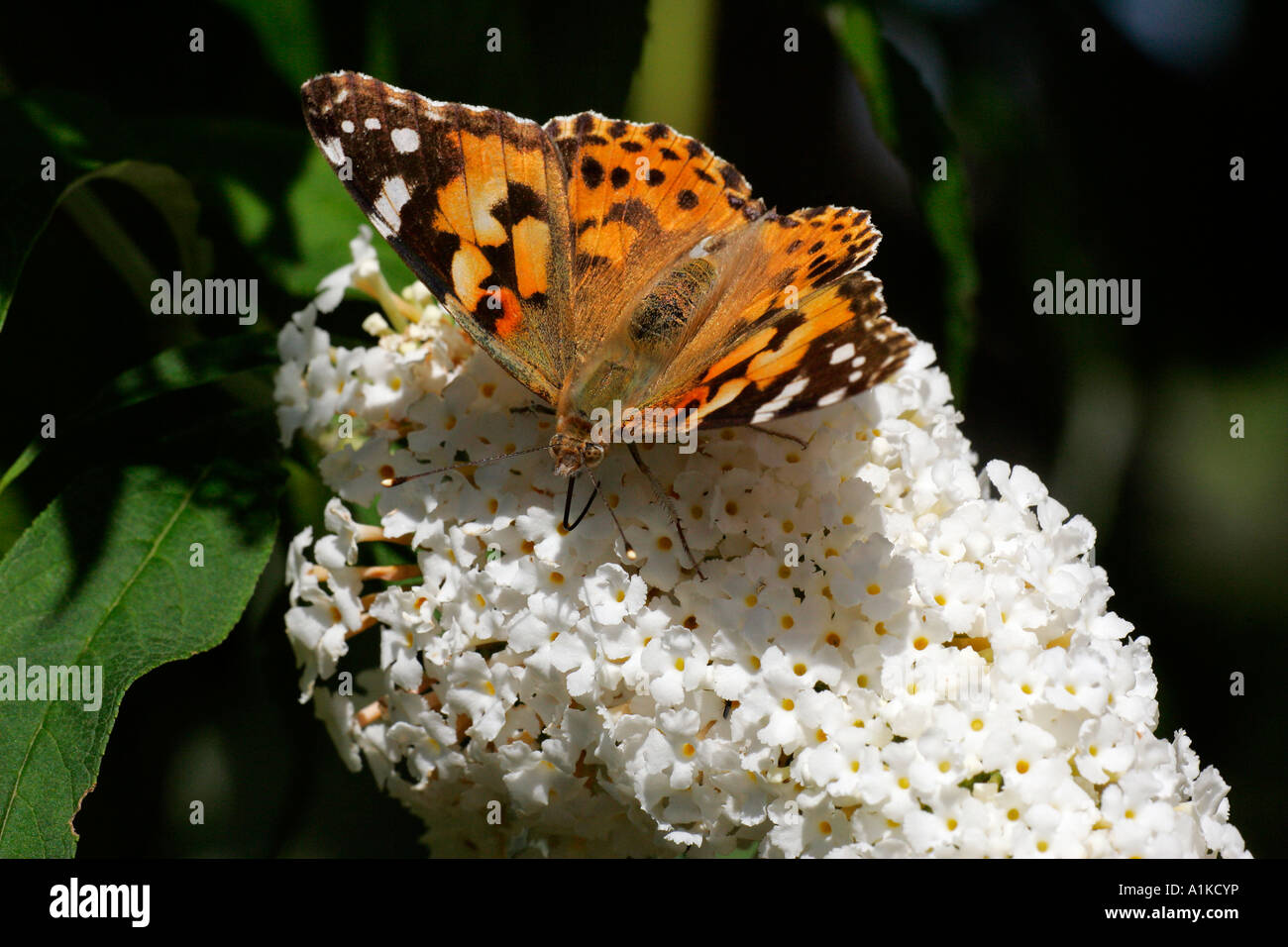 Thistle butterfly sitting on a blooming white butterfly bush - painted ...