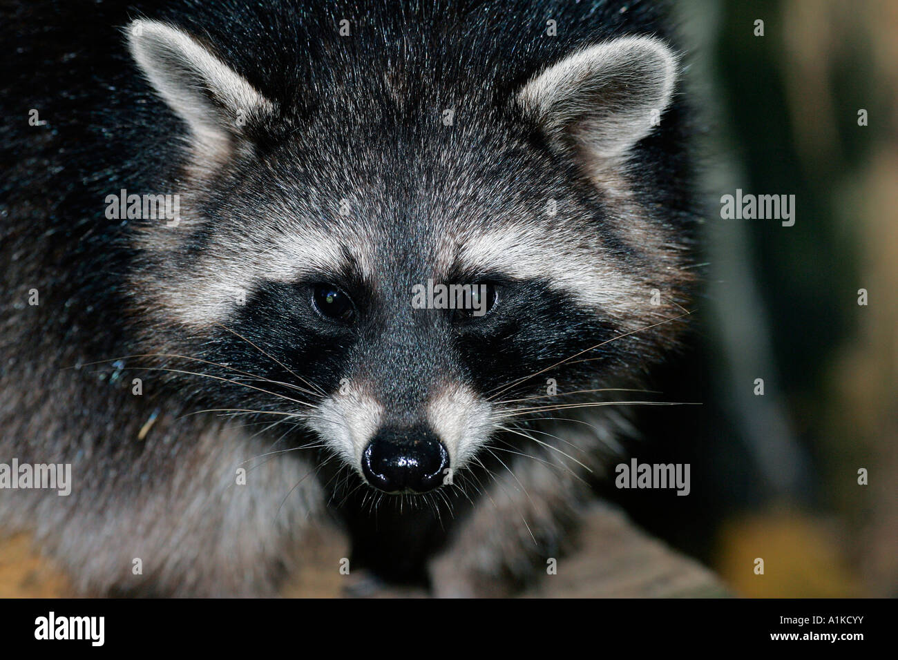 Raccoon - portrait (Procyon lotor Stock Photo - Alamy