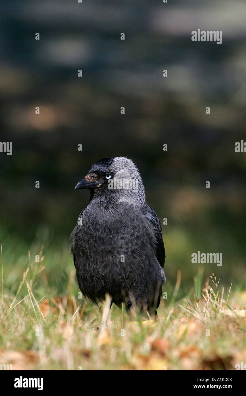 Jackdaw - portrait (Corvus monedula Stock Photo - Alamy