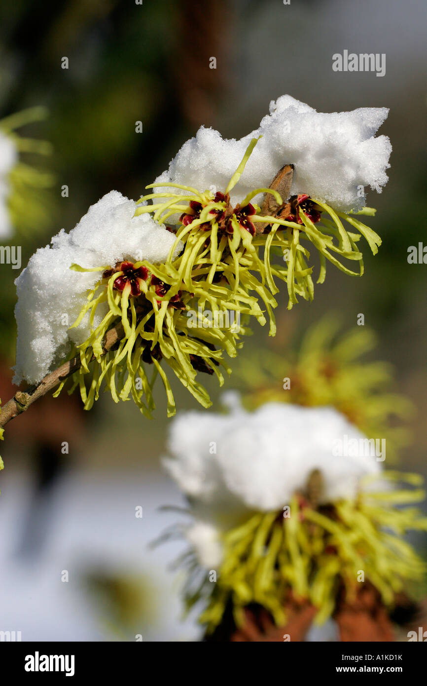 Witch hazel Sunburst (Hamamelis intermedia Sunburst Stock Photo - Alamy