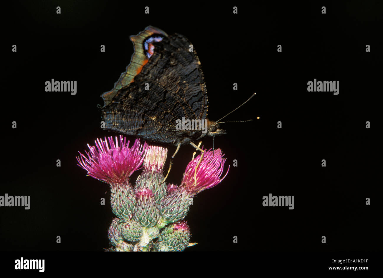 Peacock Butterfly (Inachis io, Nymphalis io), Germany Stock Photo - Alamy