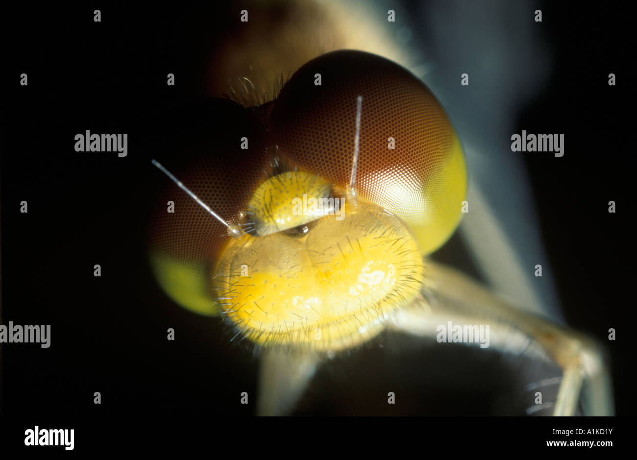 Compound eyes hi-res stock photography and images - Alamy