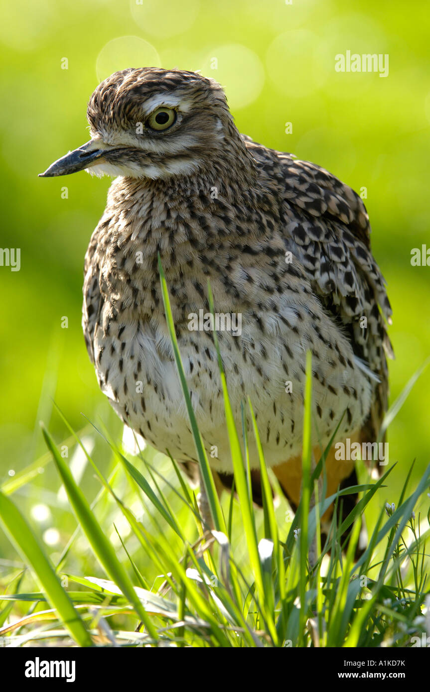 Spotted Thicknee (Burhinus capensis Stock Photo - Alamy