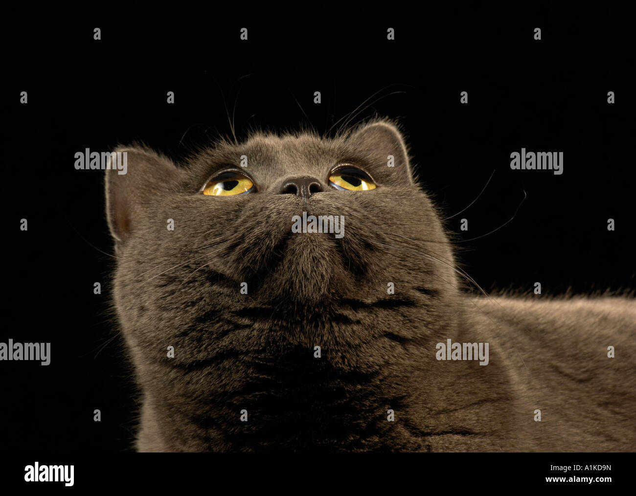 British Shorthair Cat Portrait looking upward Stock Photo - Alamy