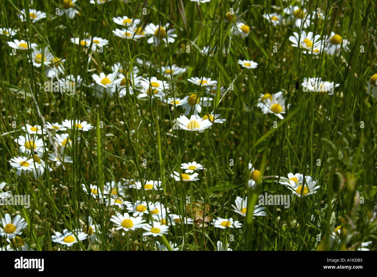 Ox eye plant hi-res stock photography and images - Alamy
