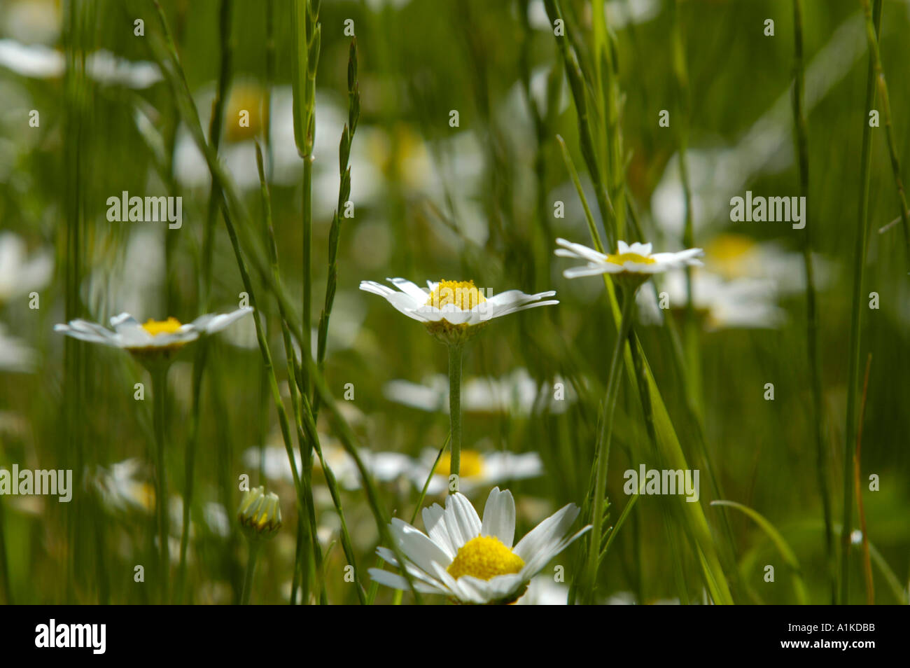 Ox eye plant hi-res stock photography and images - Alamy
