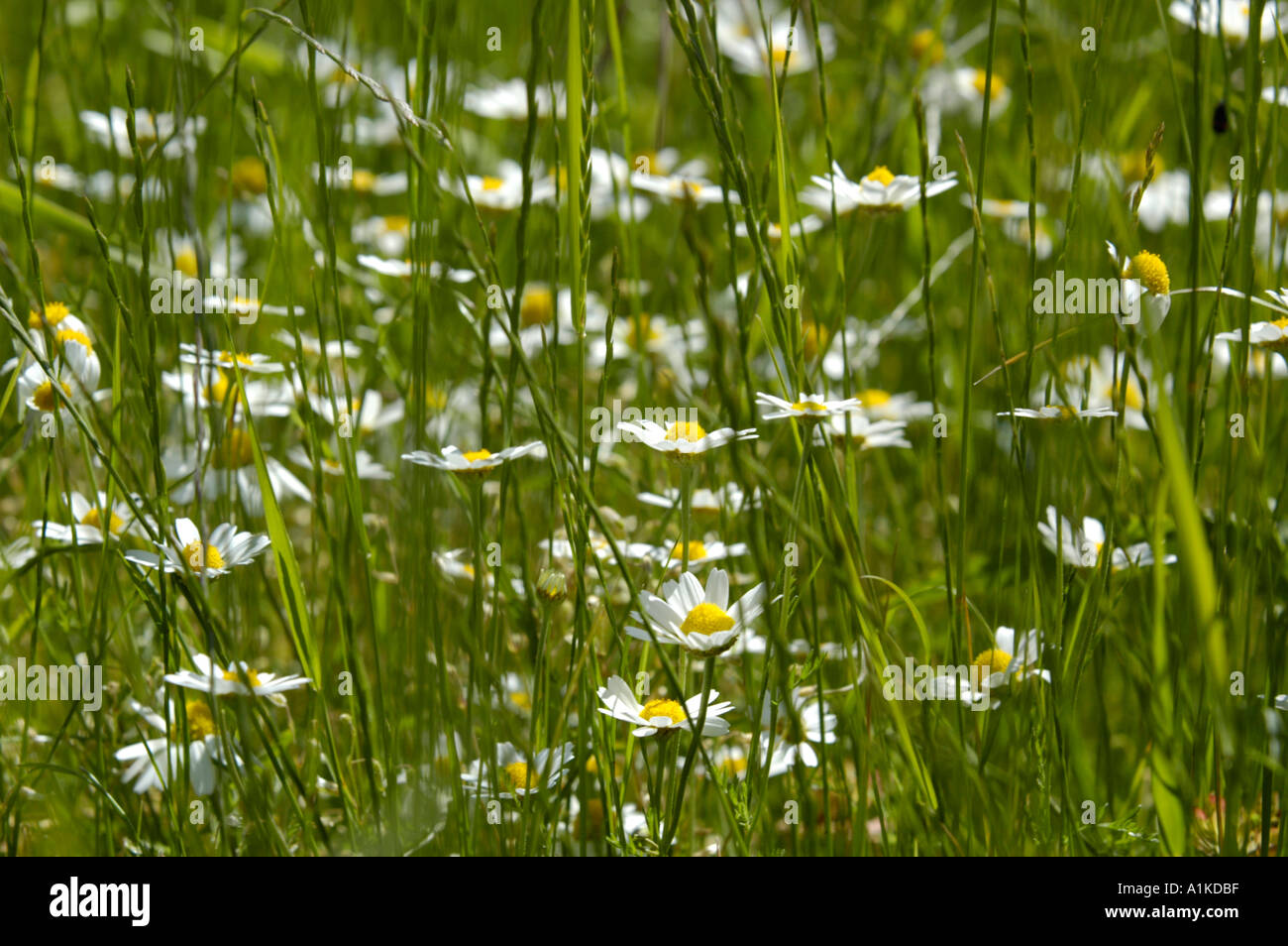 Ox eye plant hi-res stock photography and images - Alamy