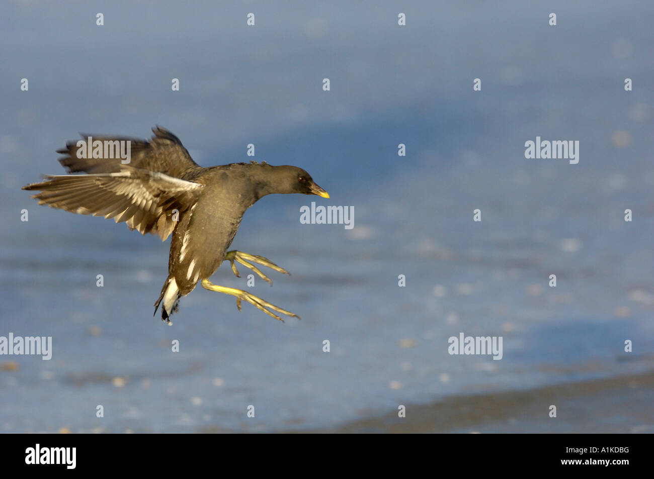 Frosted pond hi-res stock photography and images - Alamy