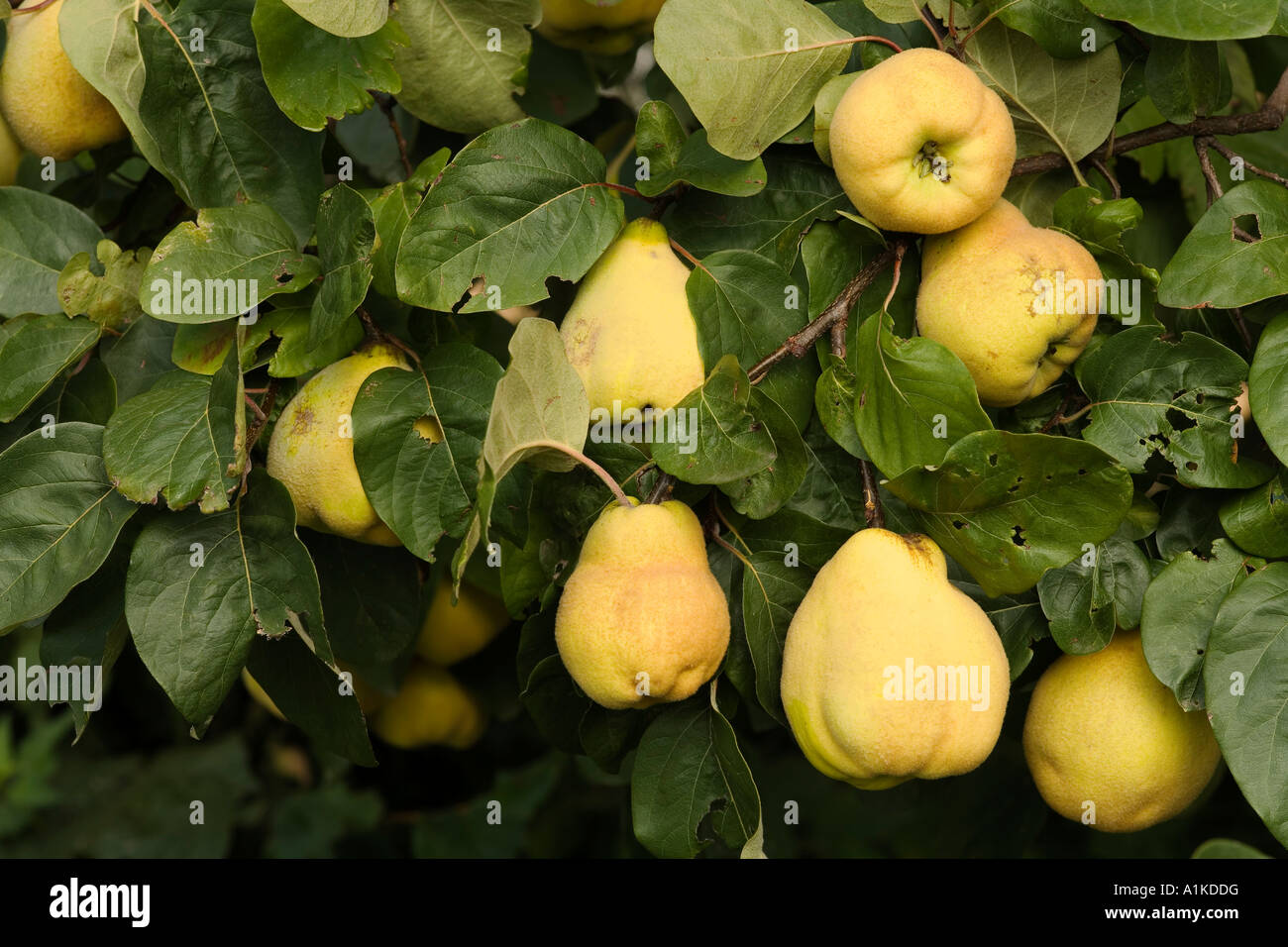 Quince tree with fruit Stock Photo - Alamy