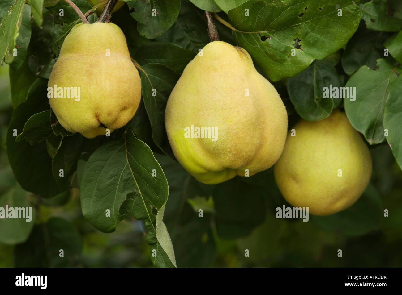 Ripe quinces on the tree Stock Photo - Alamy