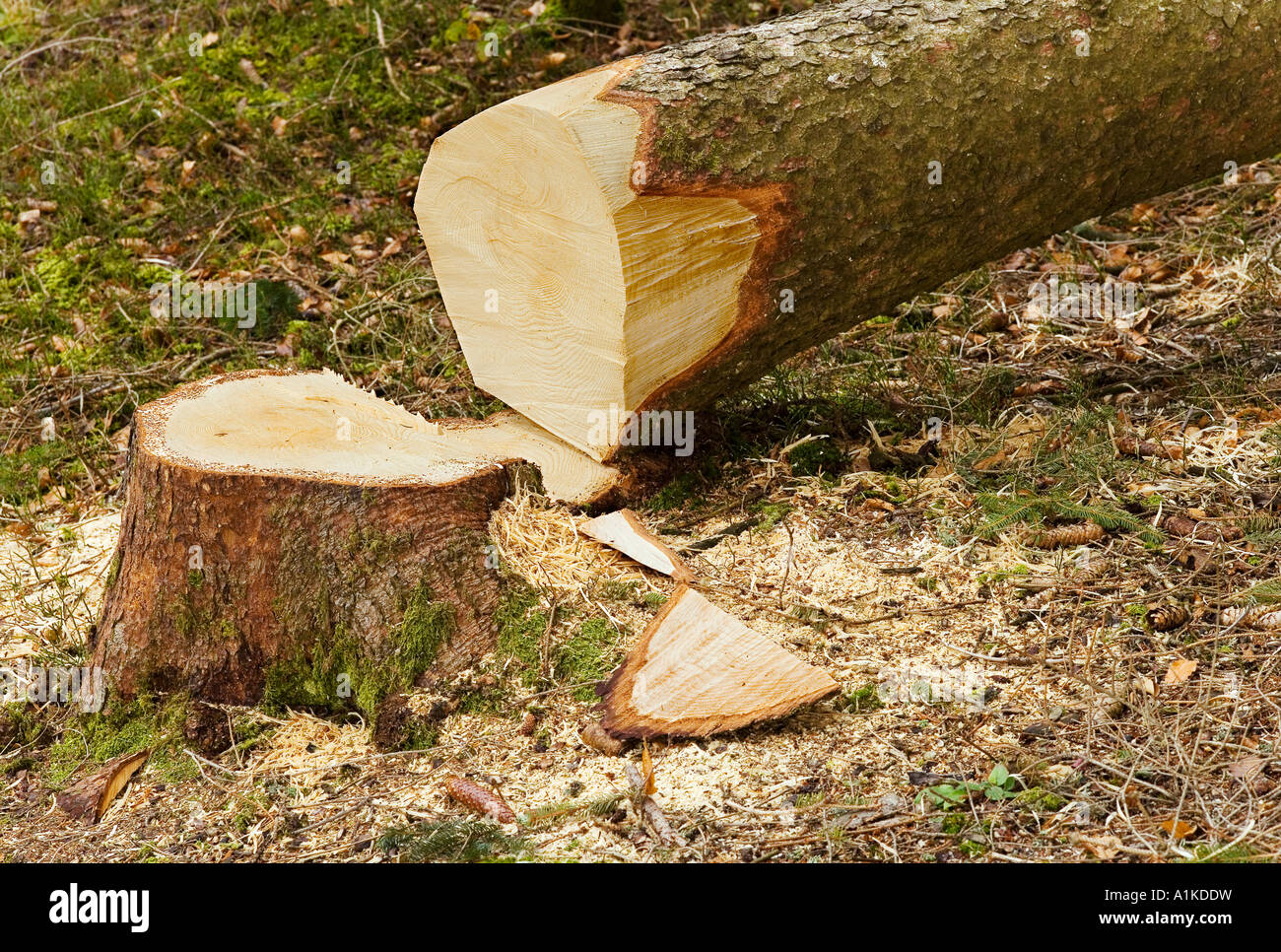 Chopped down fir (Picea abies Stock Photo - Alamy