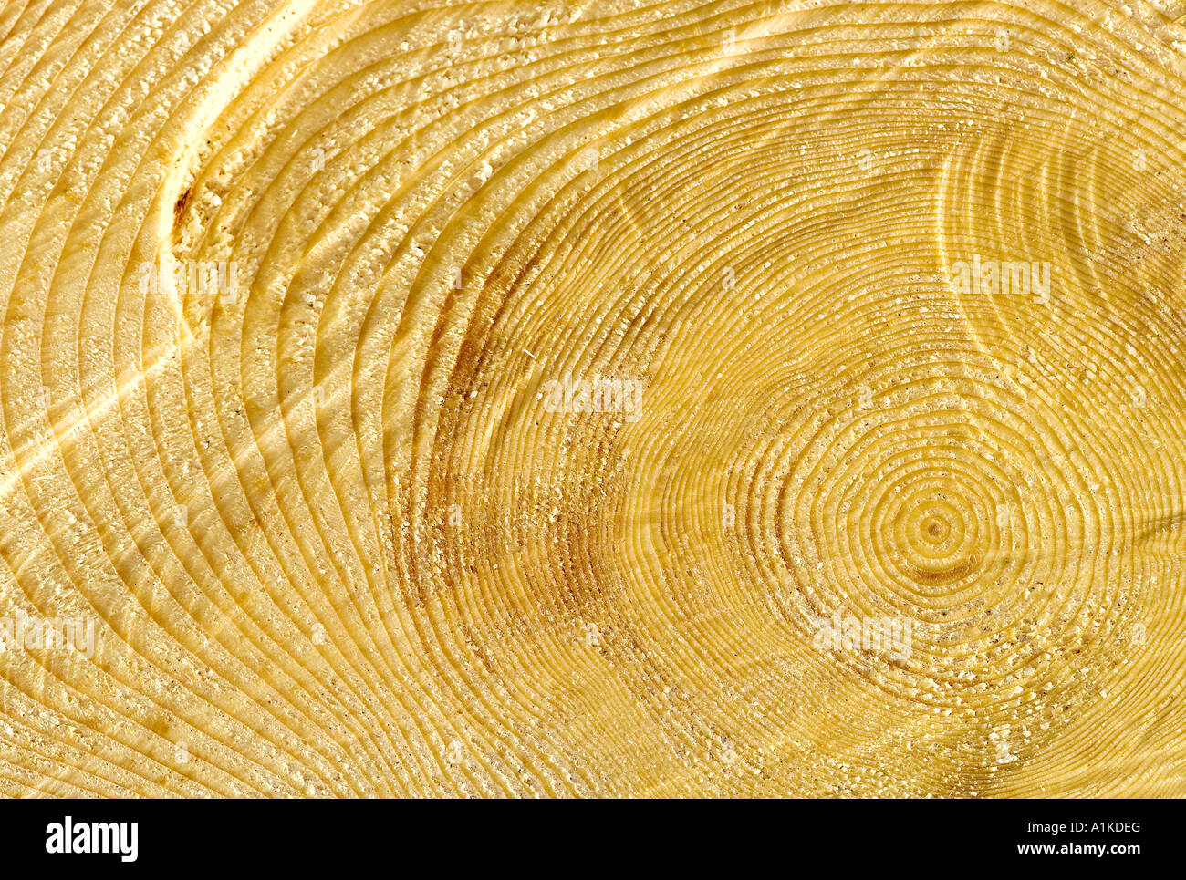 Cross section of a chopped down fir (Picea abies Stock Photo - Alamy