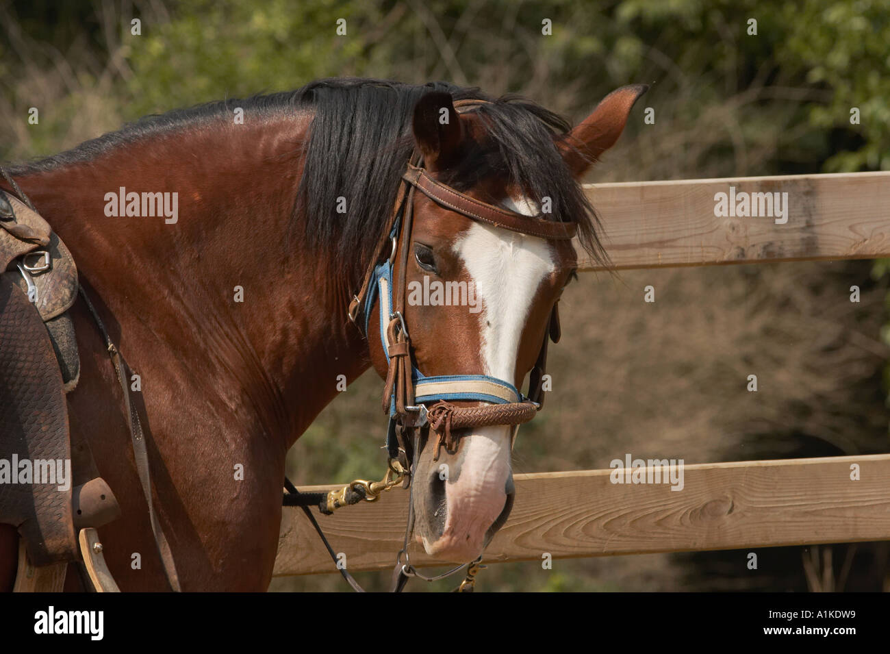 The head and neck of a horse Stock Photo - Alamy