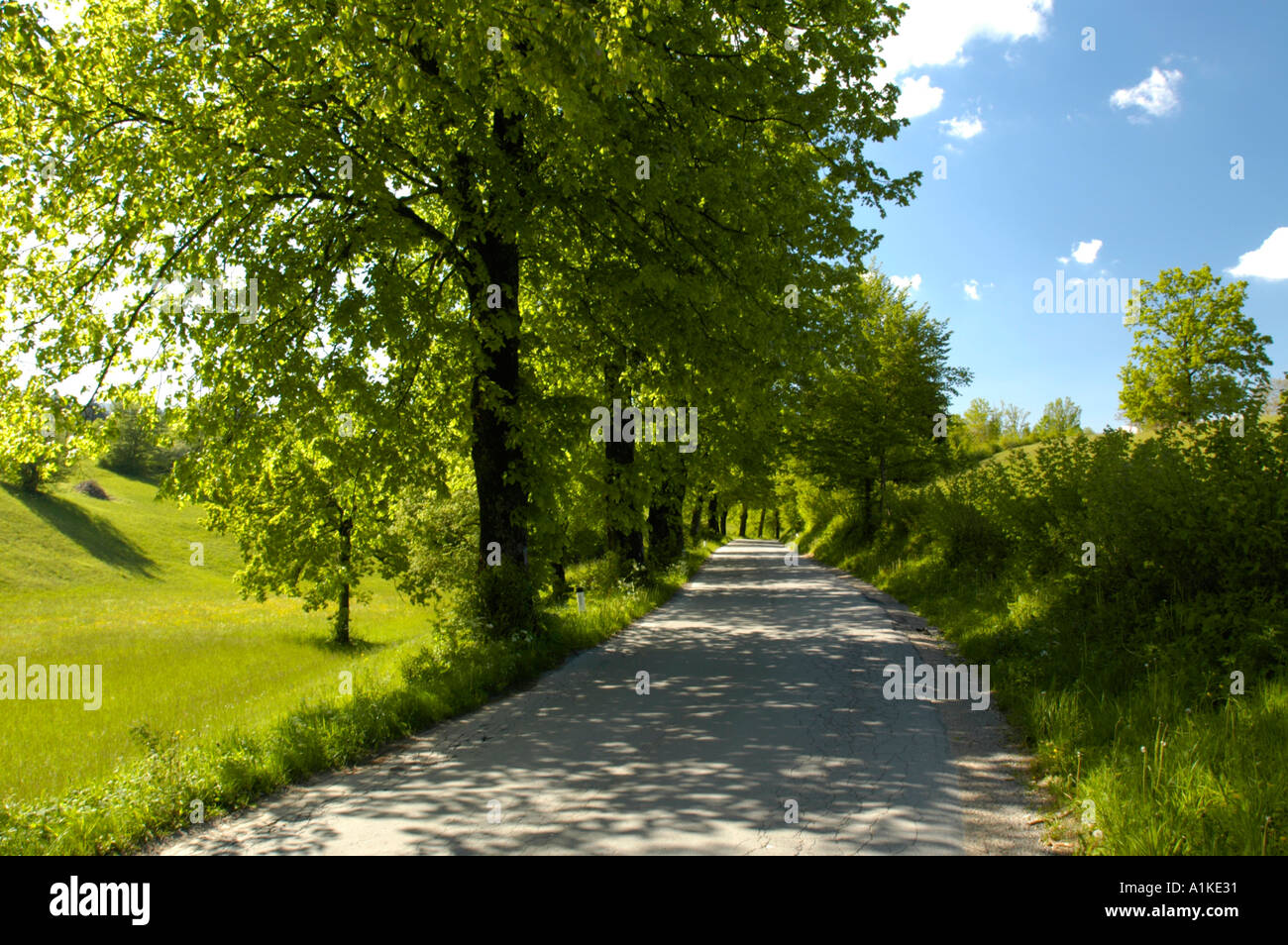 green pasture, path Stock Photo - Alamy