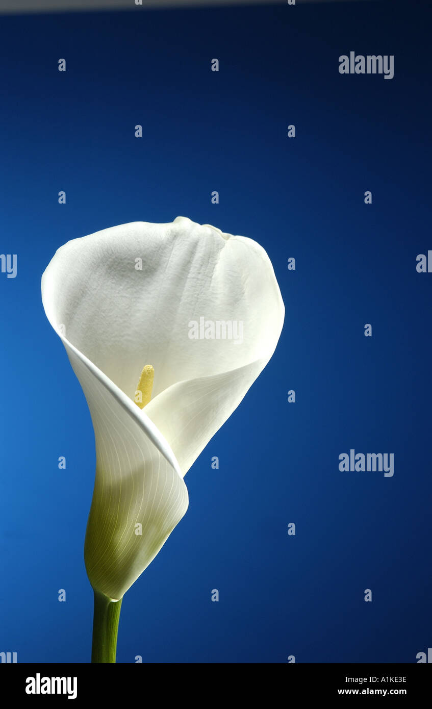 White arum lily leaves hi-res stock photography and images - Alamy