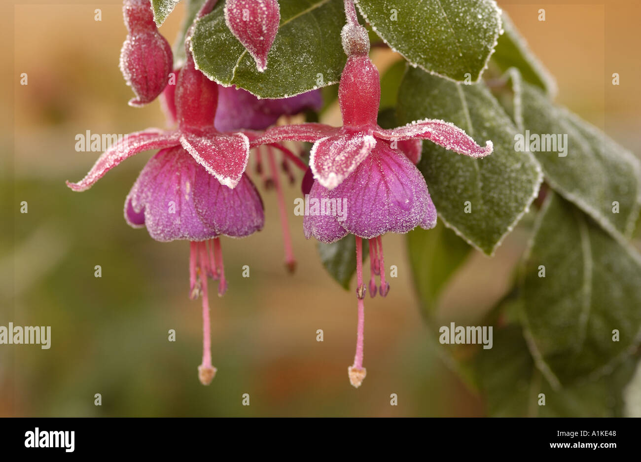 Shrub with frost hi-res stock photography and images - Alamy