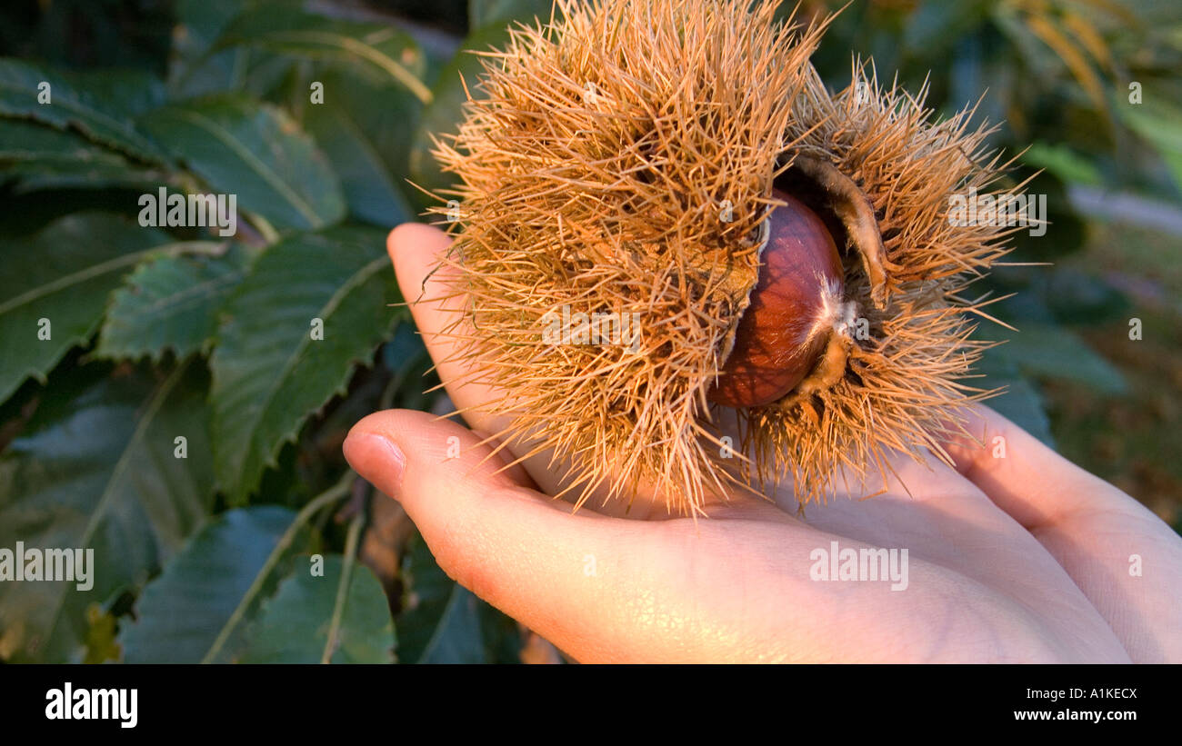 Sweet chesnut emerging from its split shell Castanea sativa Autumn ...