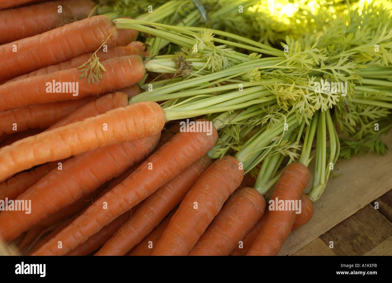 Cylindrical root hi-res stock photography and images - Alamy