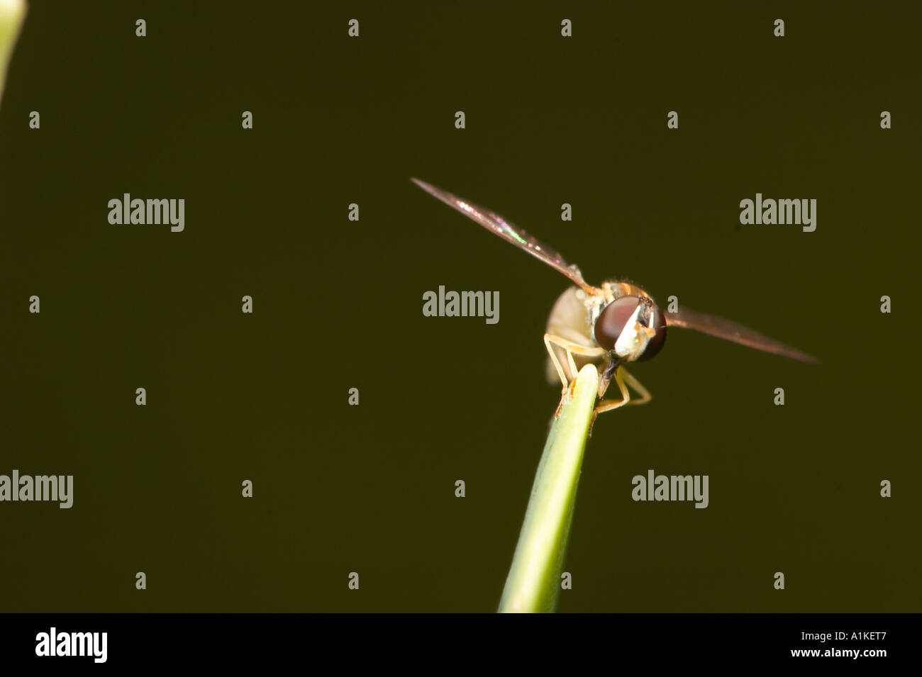 Hover Fly Egg Stock Photos & Hover Fly Egg Stock Images - Alamy