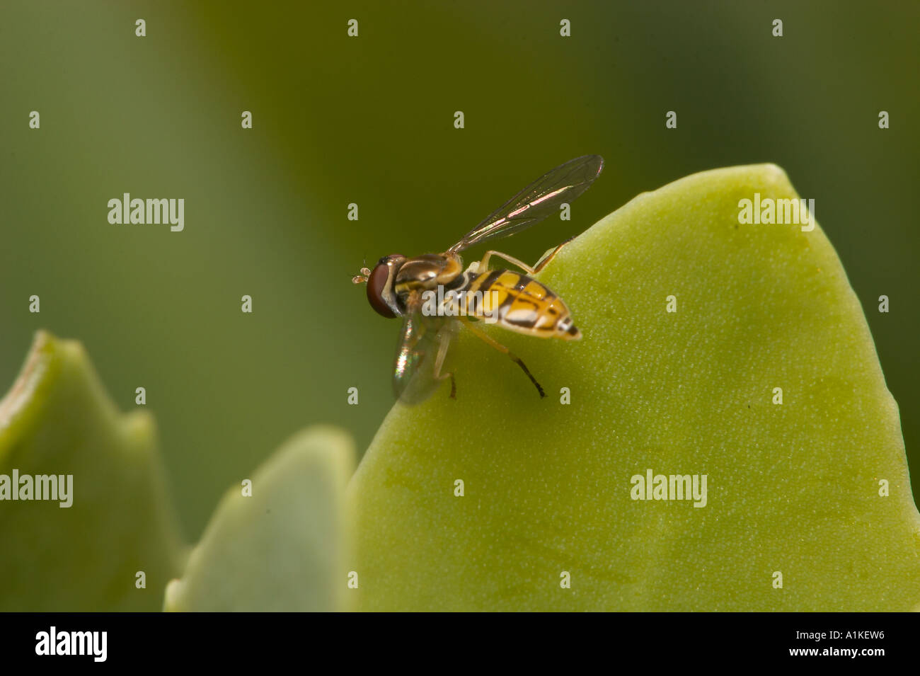 Hover fly egg hi-res stock photography and images - Alamy