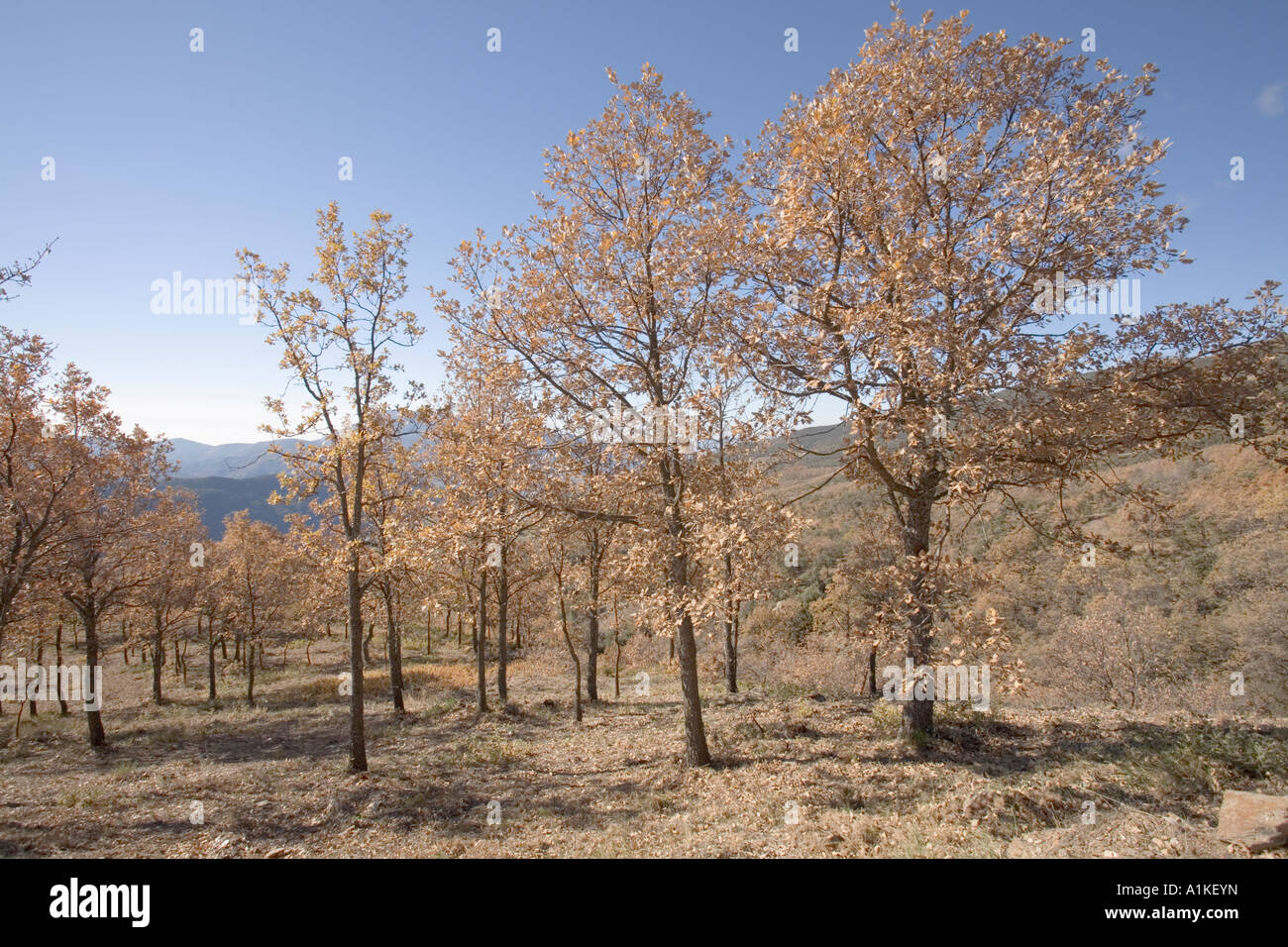 Mountain oak in autumn Las Alpujarras Andalucia Spain Stock Photo - Alamy