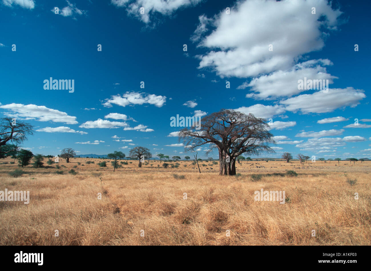 African savanna with baobab tree Stock Photo - Alamy