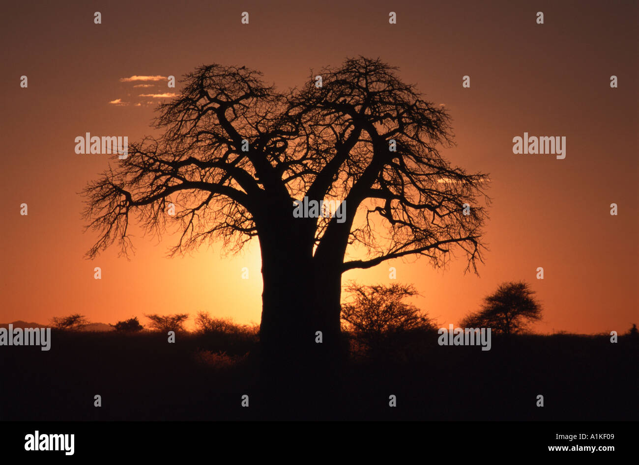 Baobab Tree Africa High Resolution Stock Photography and Images - Alamy