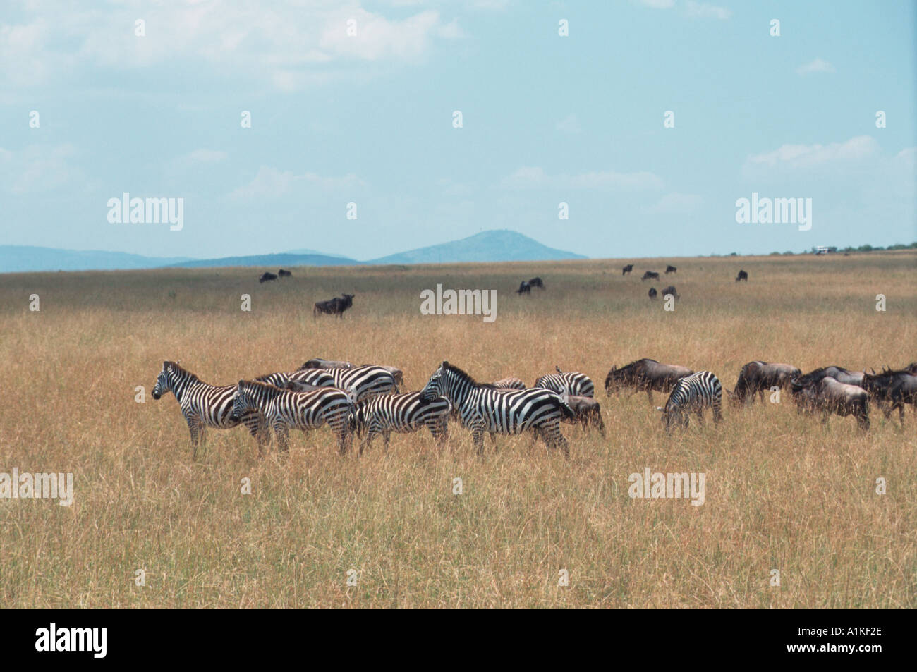 Zebra And Wildebeast Migration High Resolution Stock Photography and ...