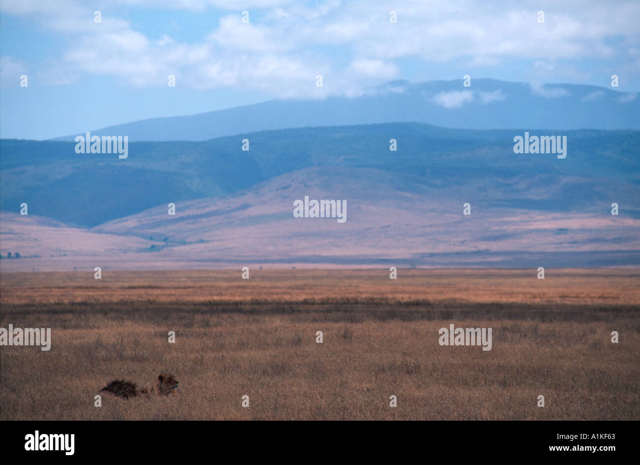 African prey animals hi-res stock photography and images - Alamy